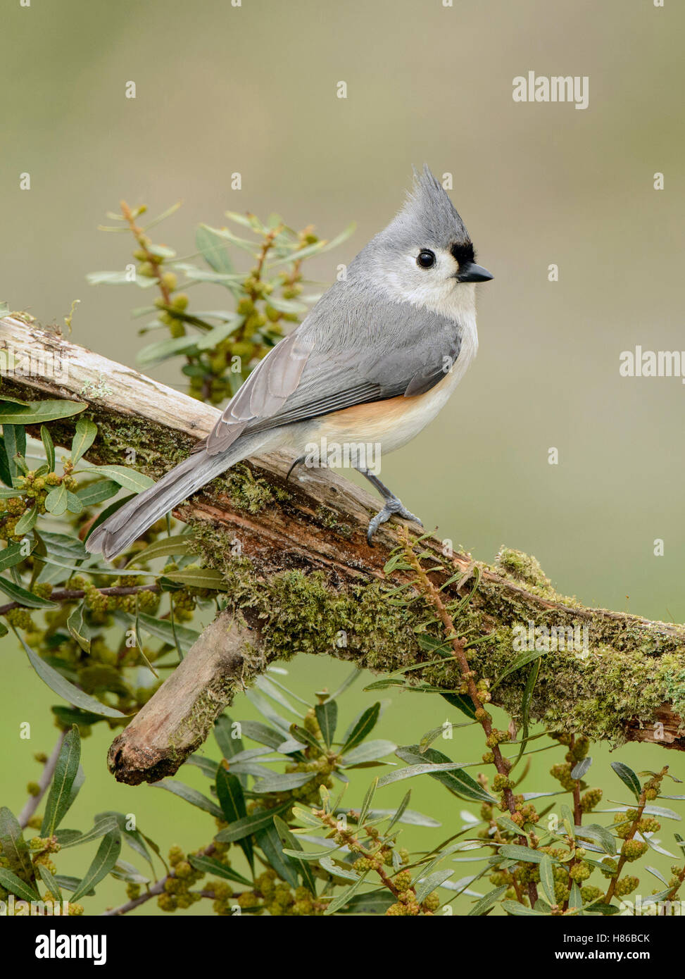 Tufted Titmouse (Baeolophus bicolor), Texas Stock Photo - Alamy