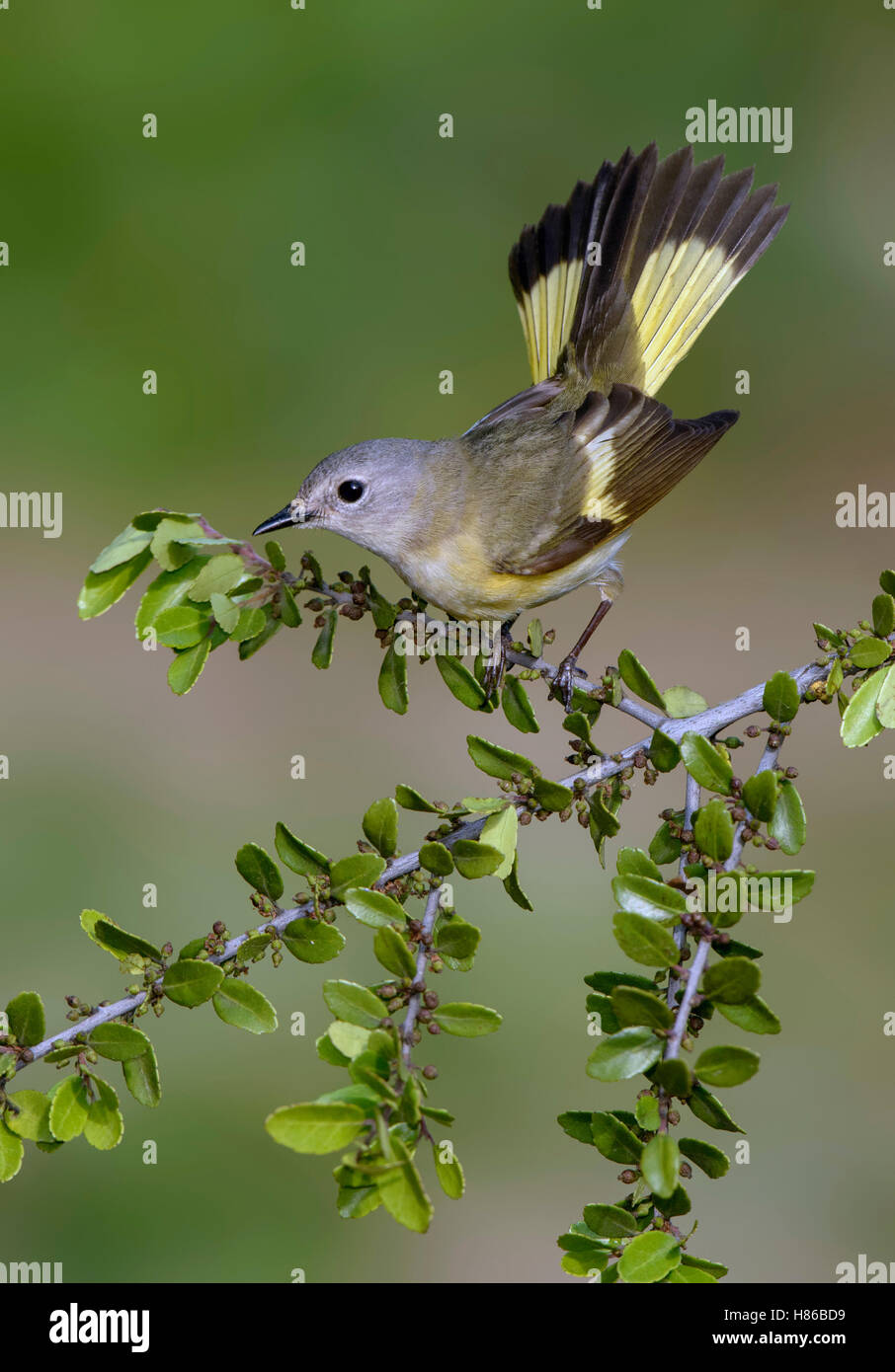 American Redstart (Setophaga ruticilla) female, Texas Stock Photo - Alamy