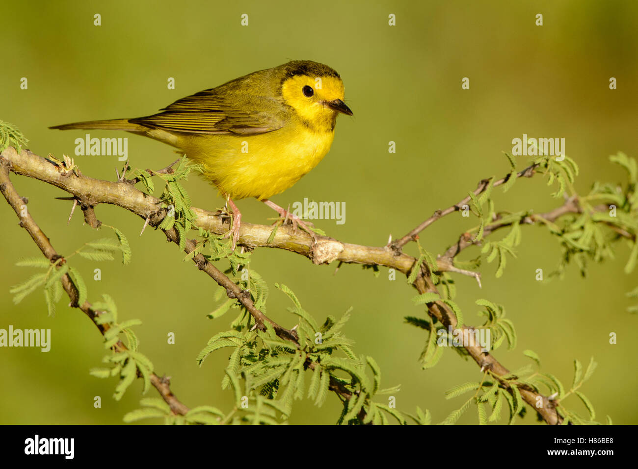 Hooded Warbler (Setophaga citrina) female, Texas Stock Photo - Alamy