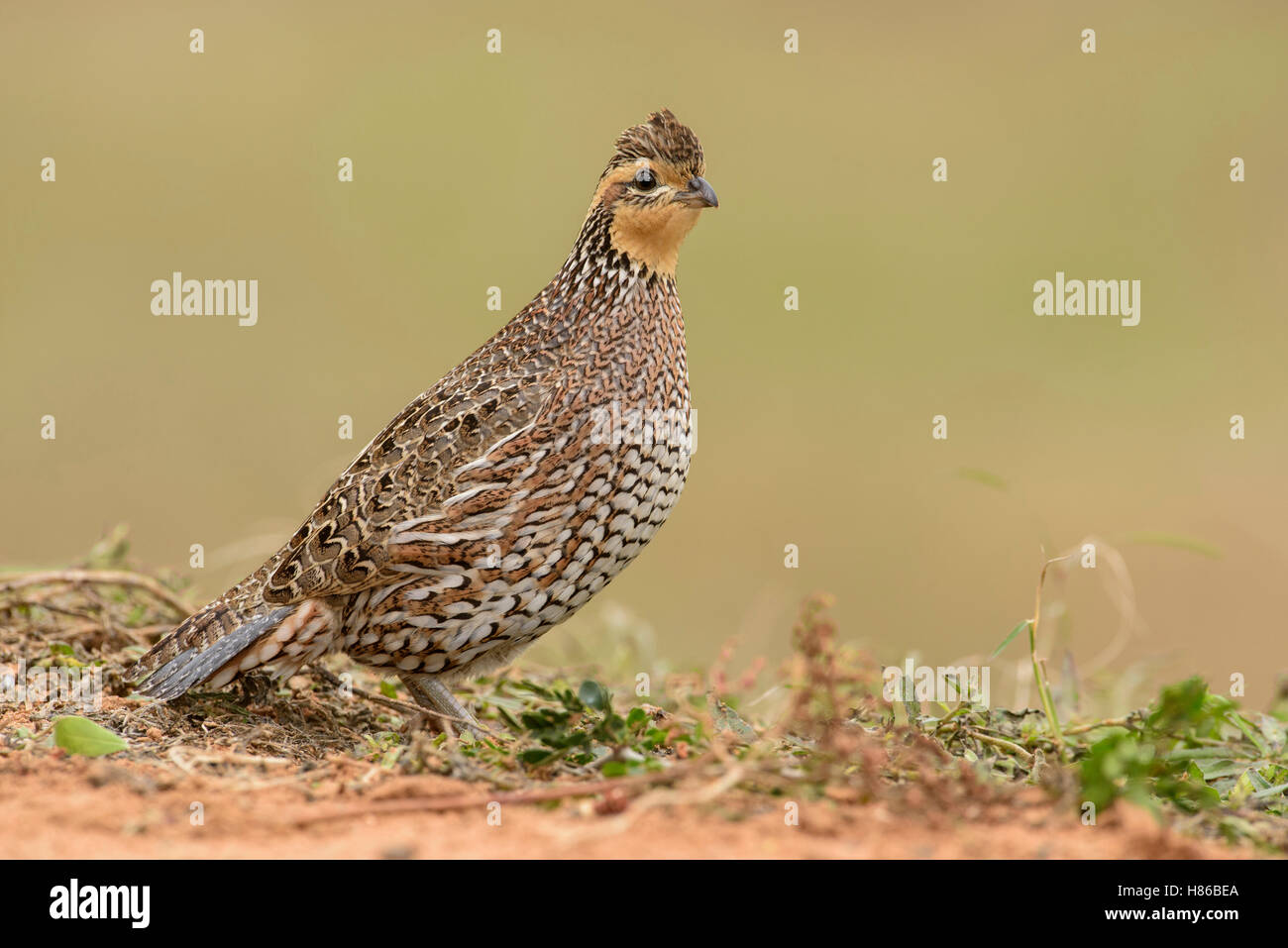 Northern Bobwhite (Colinus virginianus) female, Texas Stock Photo - Alamy