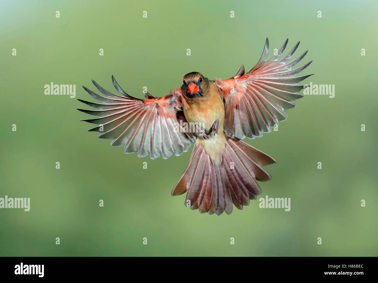 Northern Cardinal (Cardinalis cardinalis) female flying, Texas Stock ...