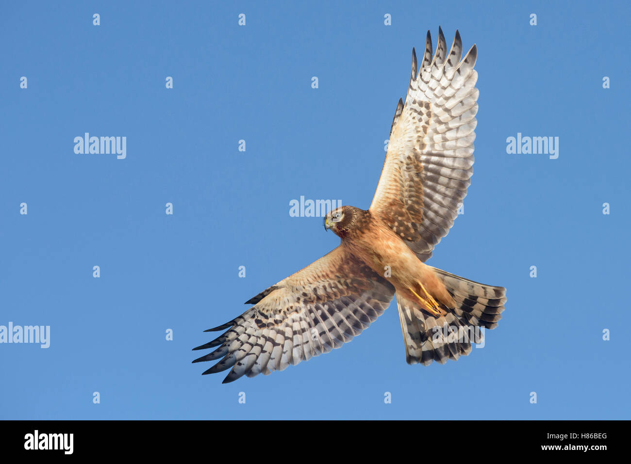 Northern Harrier (Circus cyaneus) female flying, Texas Stock Photo - Alamy