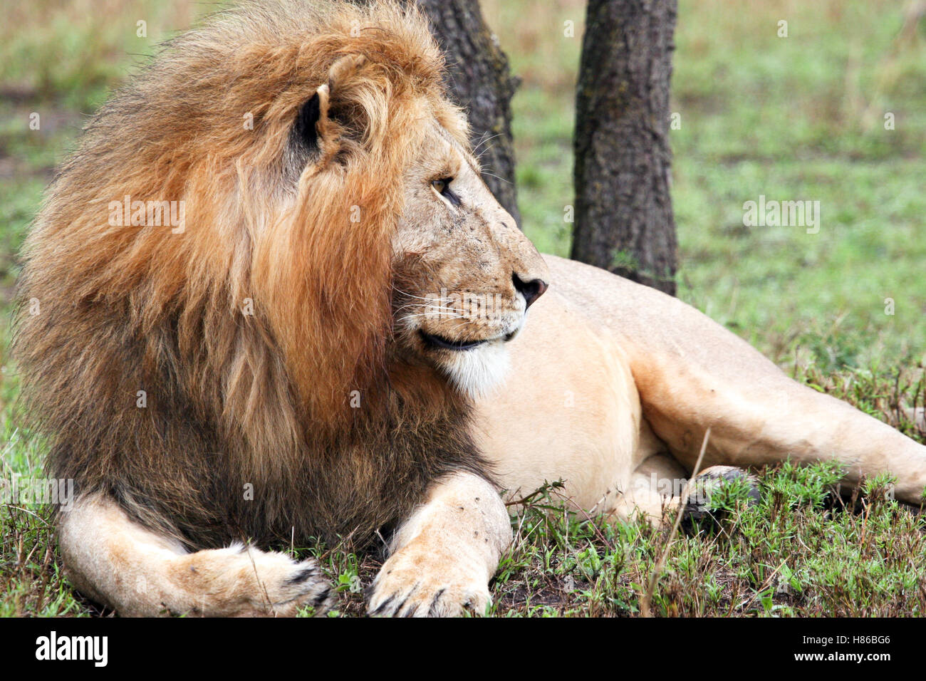 LEONE - LION Stock Photo - Alamy