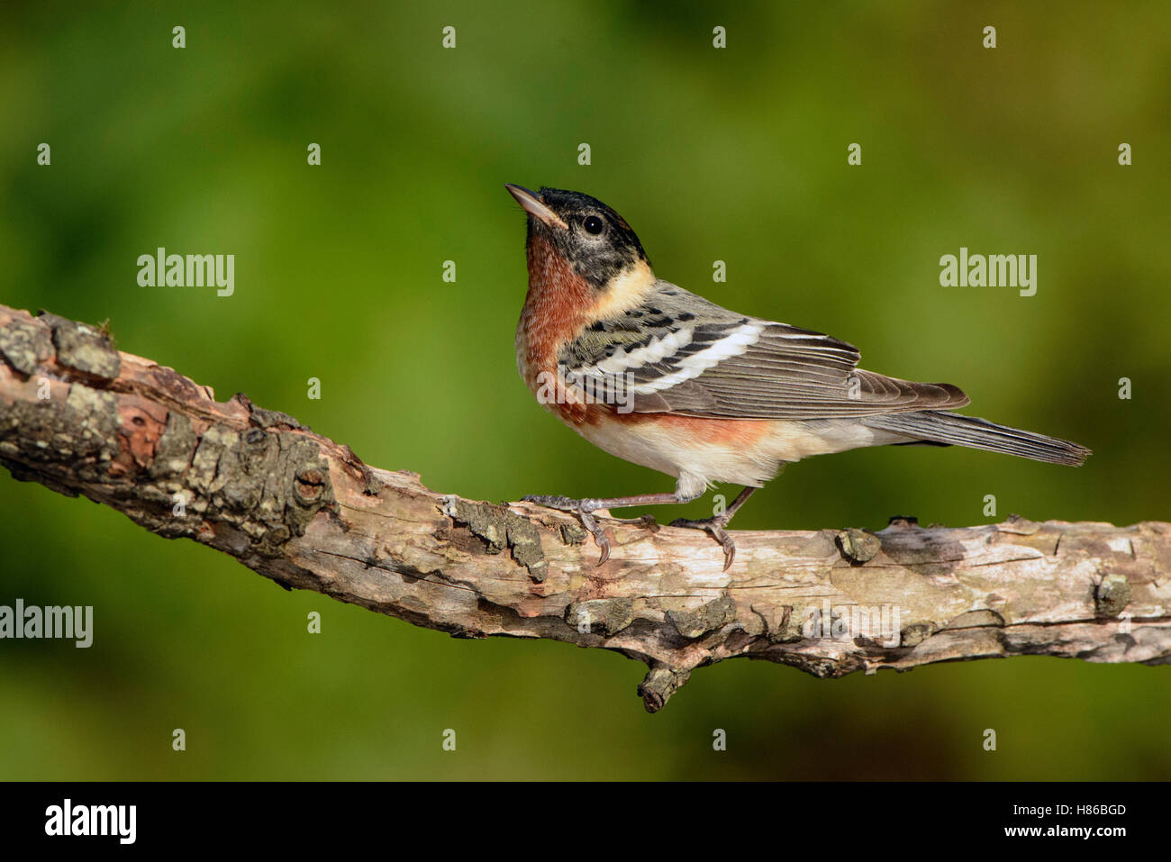 Bay-breasted Warbler (Setophaga castanea) male, Texas Stock Photo - Alamy