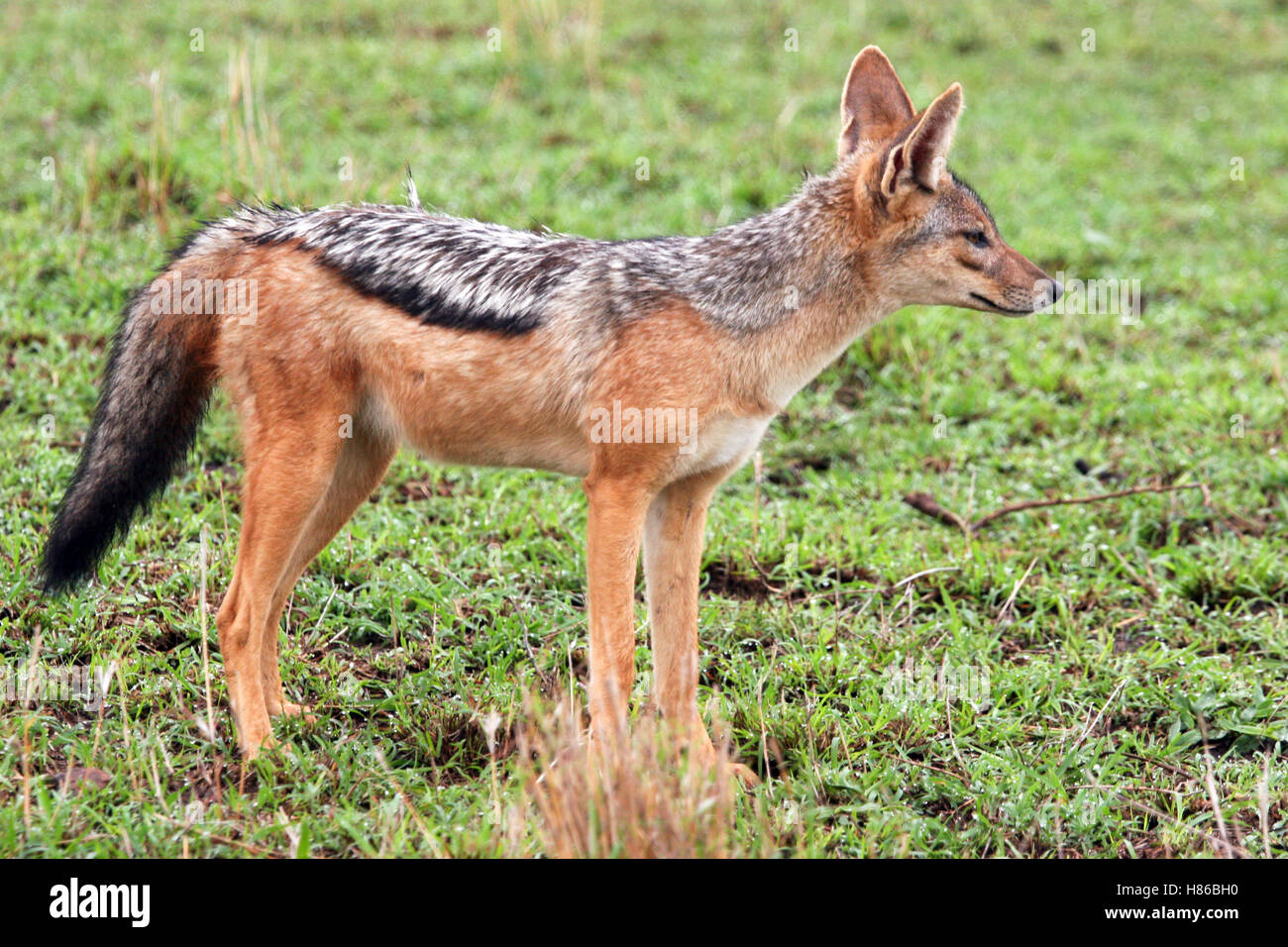 Jackal hunting bird hi-res stock photography and images - Alamy
