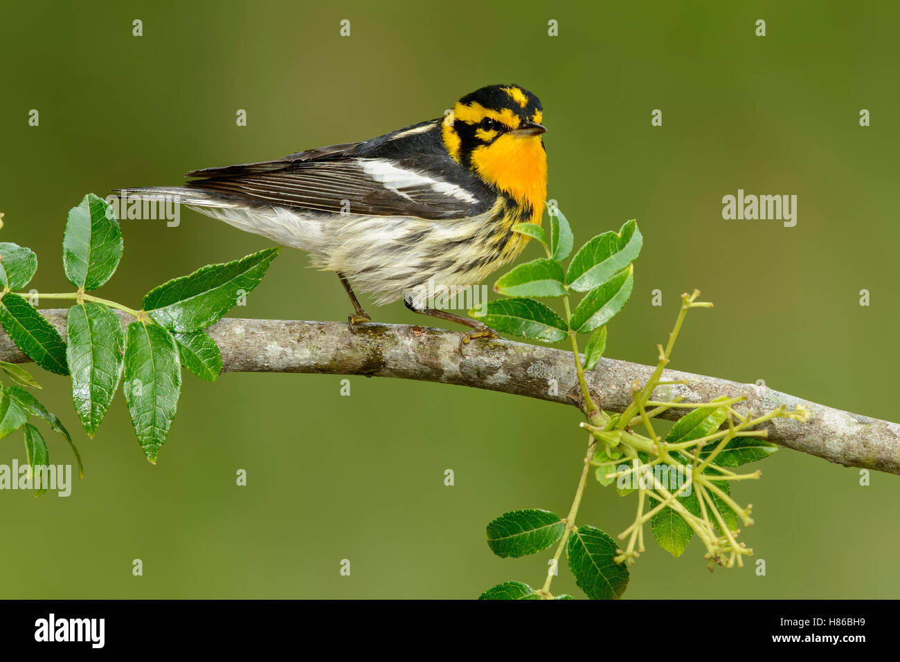 Blackburnian Warbler (Setophaga fusca) male, Texas Stock Photo - Alamy