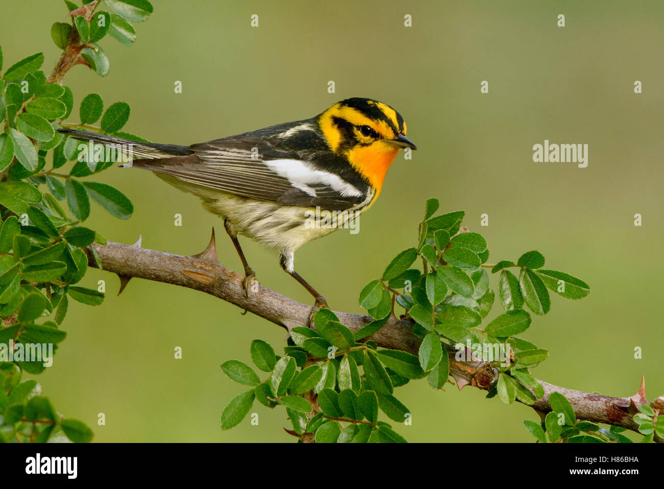 Blackburnian Warbler (Setophaga fusca) male, Texas Stock Photo - Alamy