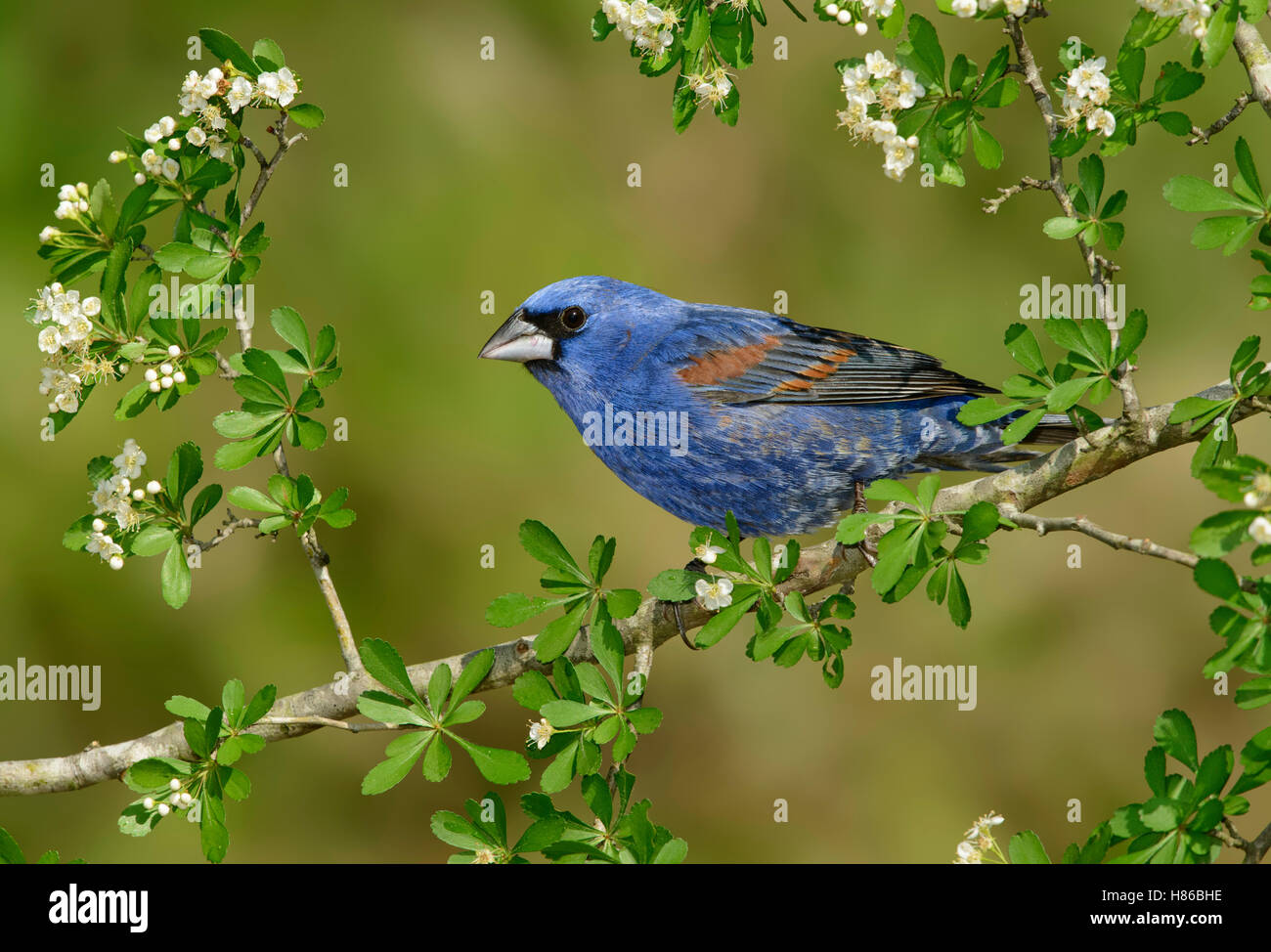 Blue Grosbeak (Passerina caerulea) male, Texas Stock Photo - Alamy