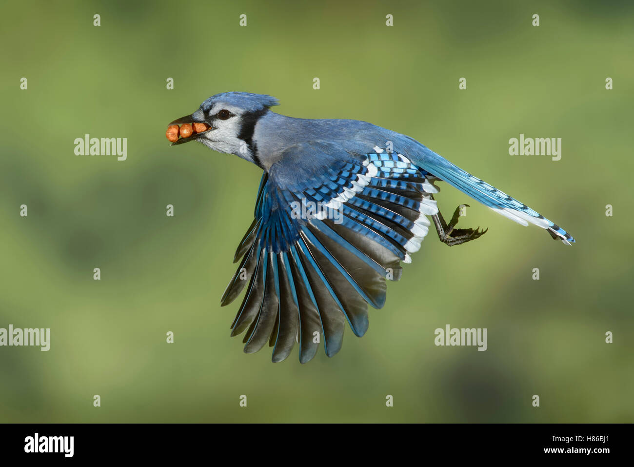 Blue Jay (Cyanocitta cristata) flying with nuts, Texas Stock Photo - Alamy