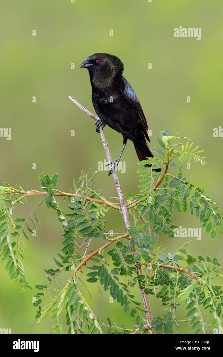 Bronzed Cowbird (Molothrus aeneus) male, Texas Stock Photo - Alamy