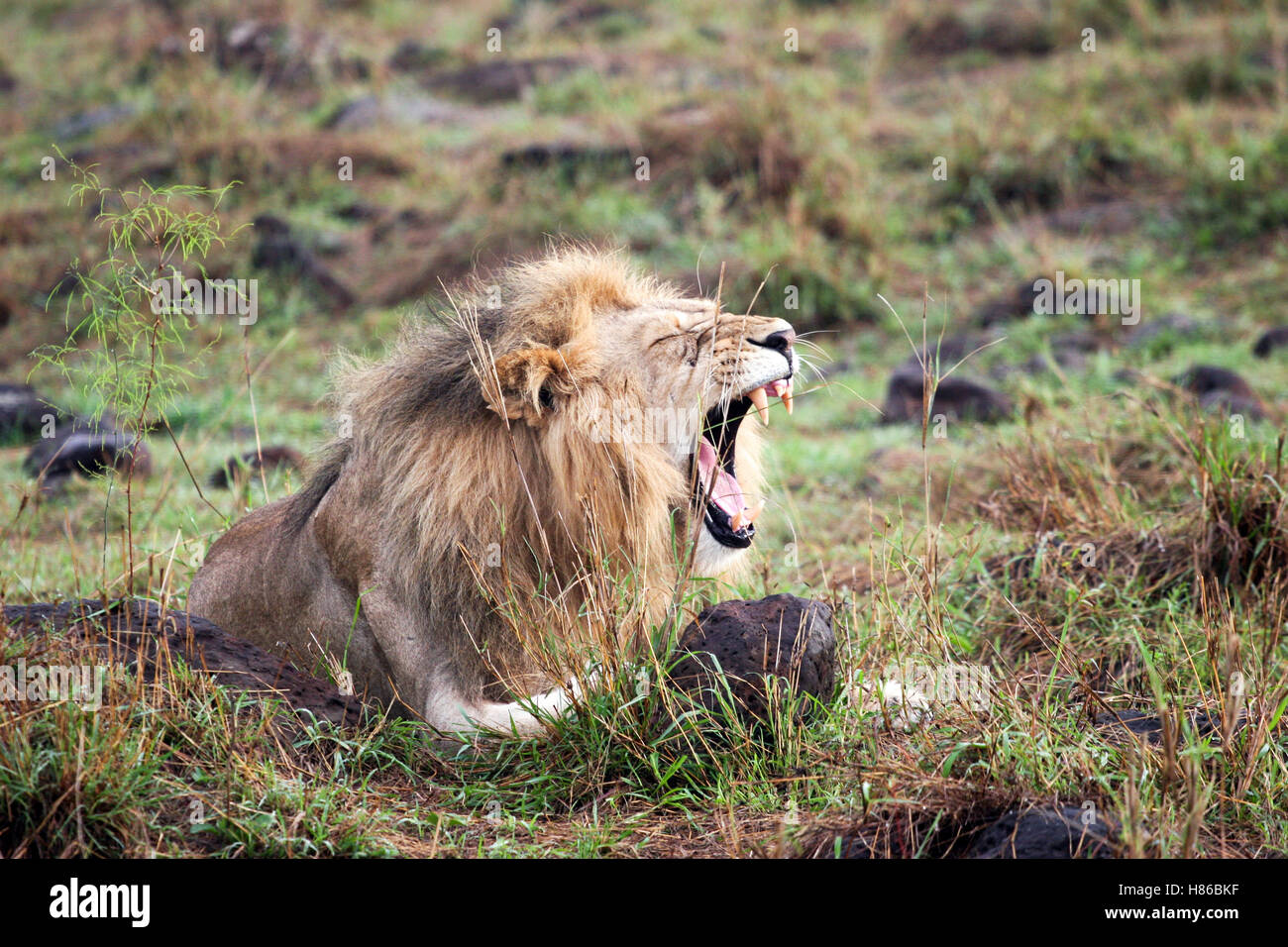 LEONE - LION Stock Photo - Alamy
