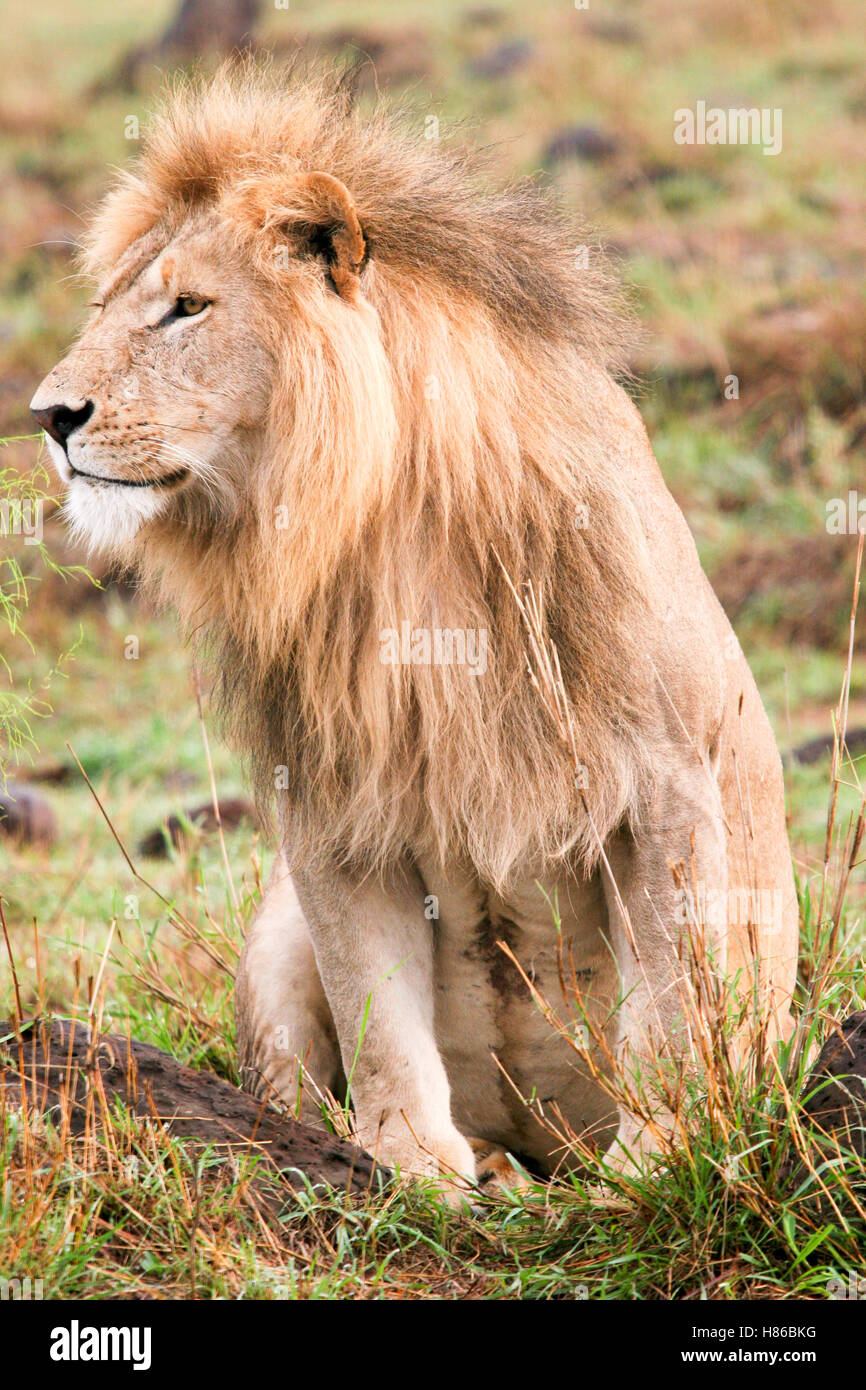 LEONE - LION Stock Photo - Alamy