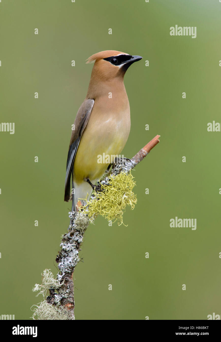 Cedar Waxwing (Bombycilla cedrorum) male, Texas Stock Photo - Alamy