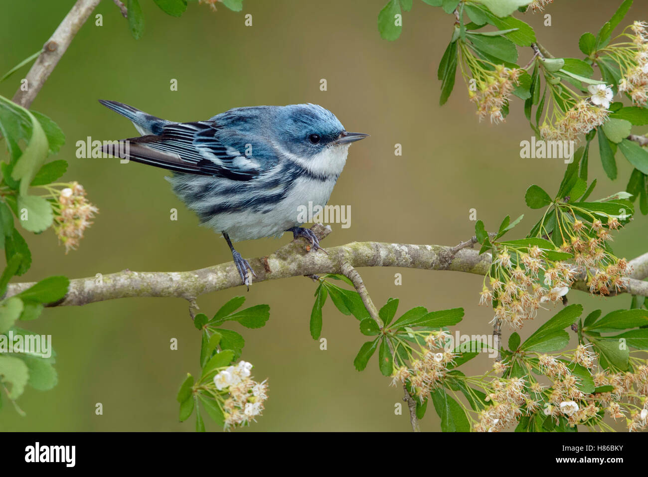 Cerulean Warbler (Setophaga cerulea) male, Texas Stock Photo - Alamy