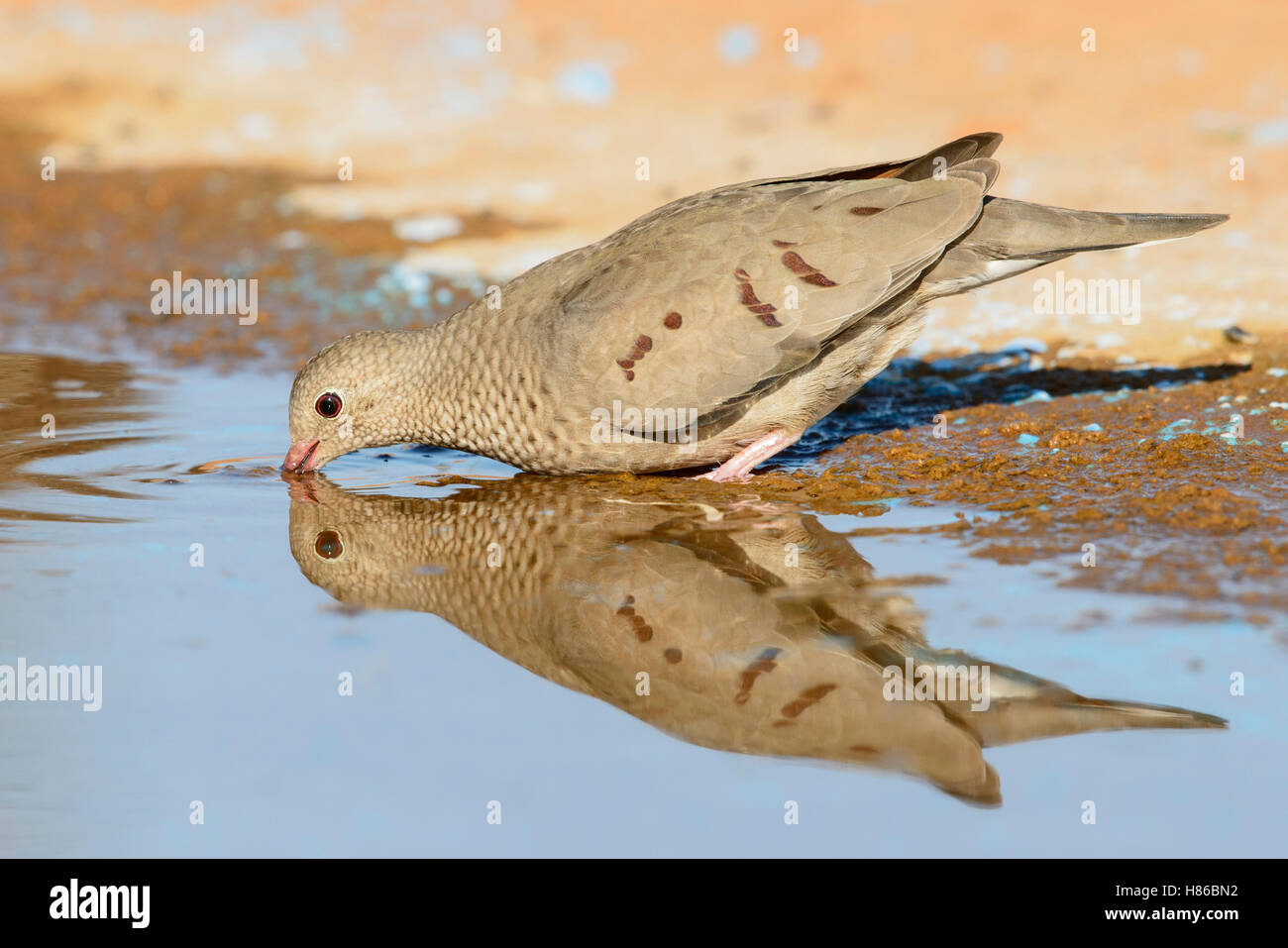 Common Ground Dove (Columbina passerina) drinking, Texas Stock Photo ...