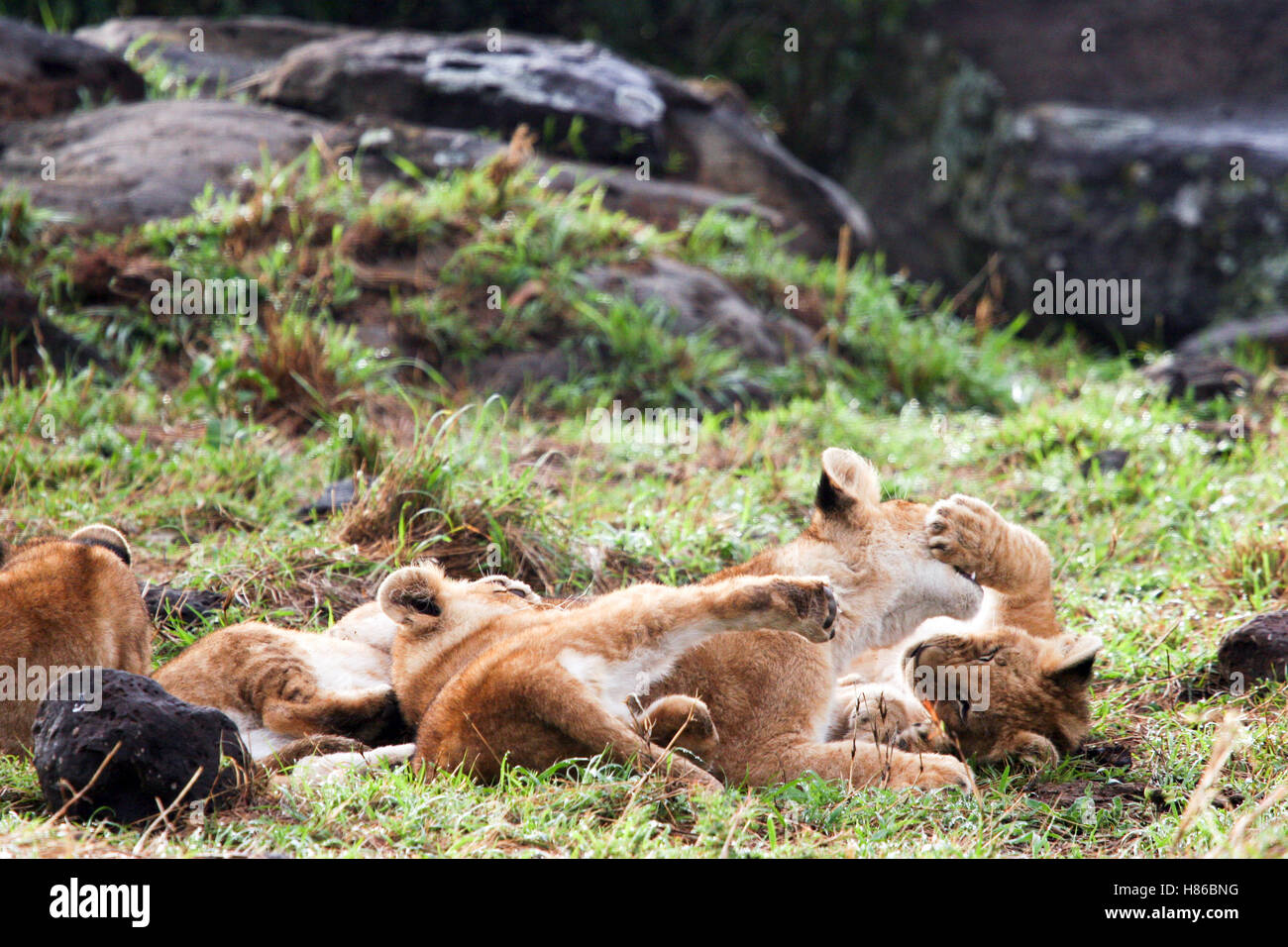 LEONE - LION Stock Photo - Alamy