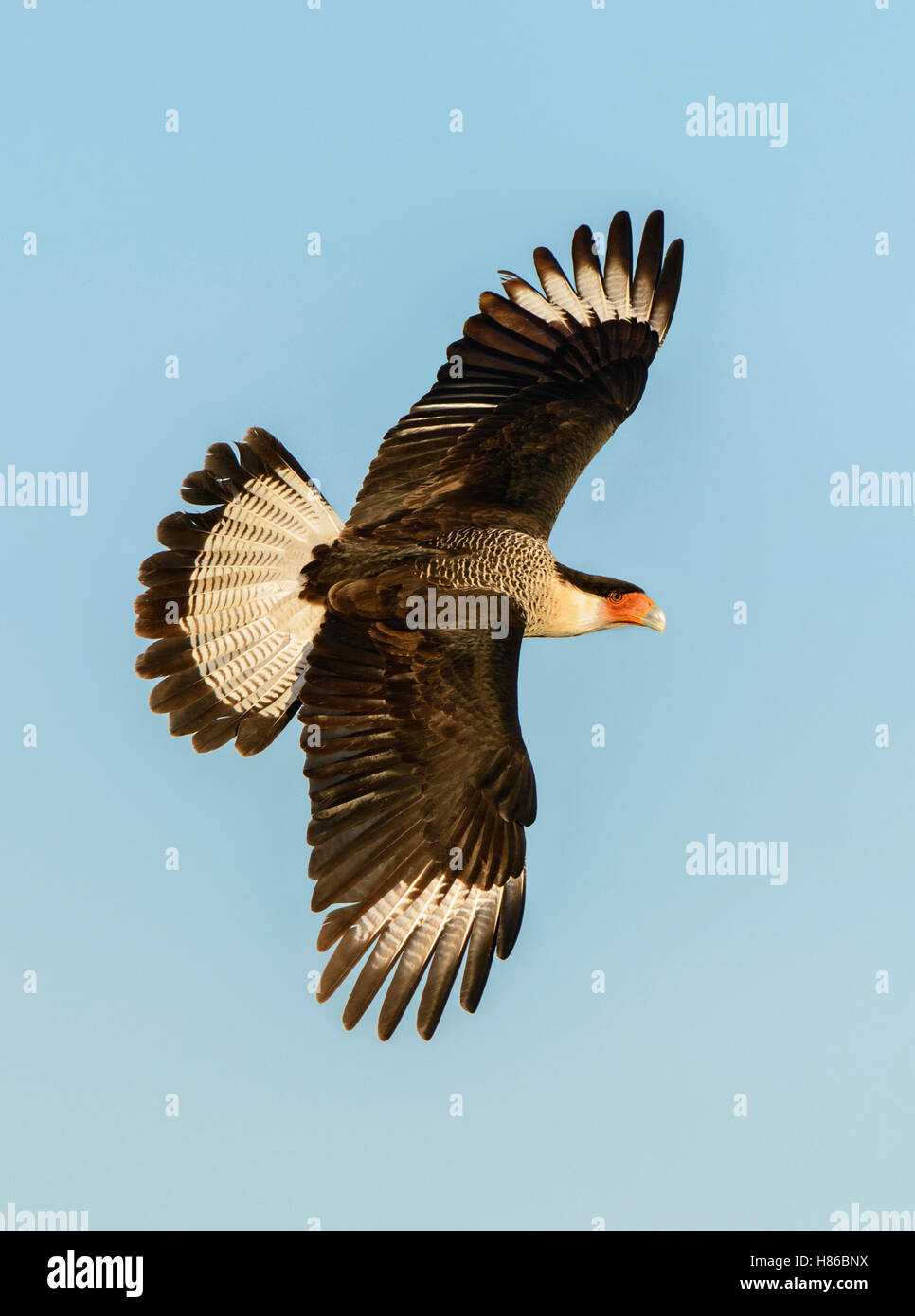 Northern Caracara (Caracara cheriway) flying, Texas Stock Photo - Alamy