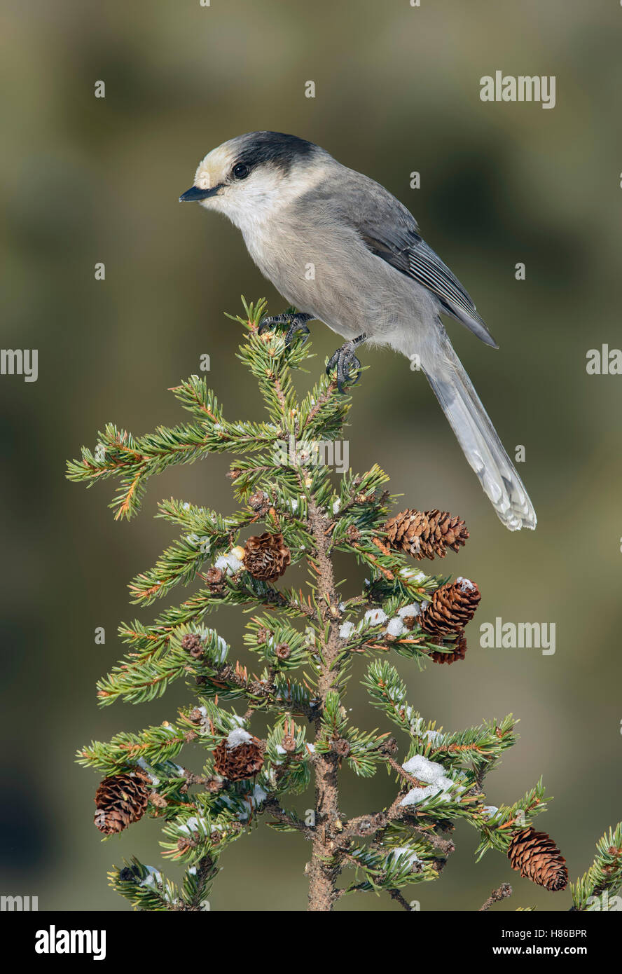 Canada Jay (Perisoreus canadensis), Texas Stock Photo - Alamy