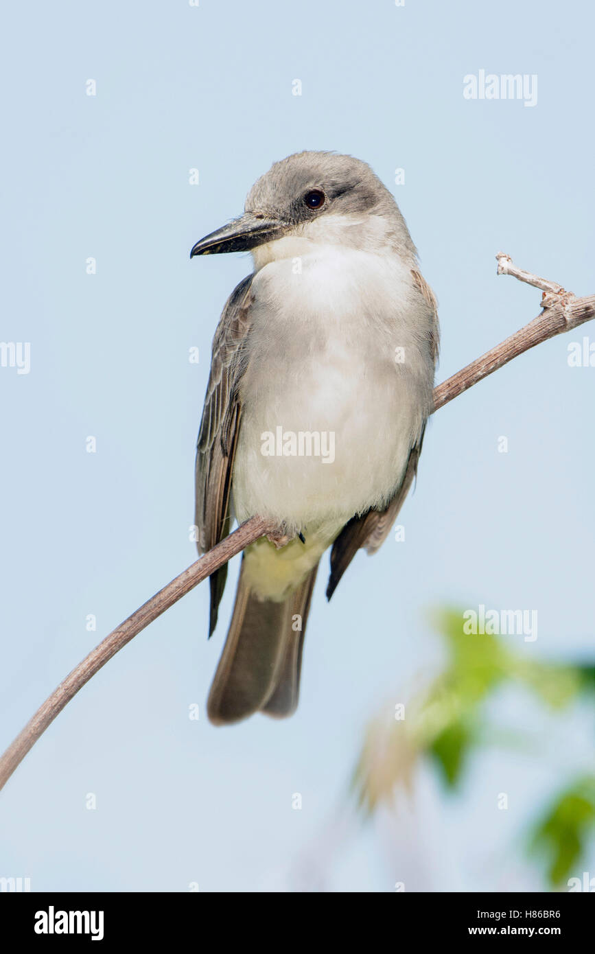 Grey Kingbird (Tyrannus dominicensis) male, Texas Stock Photo - Alamy