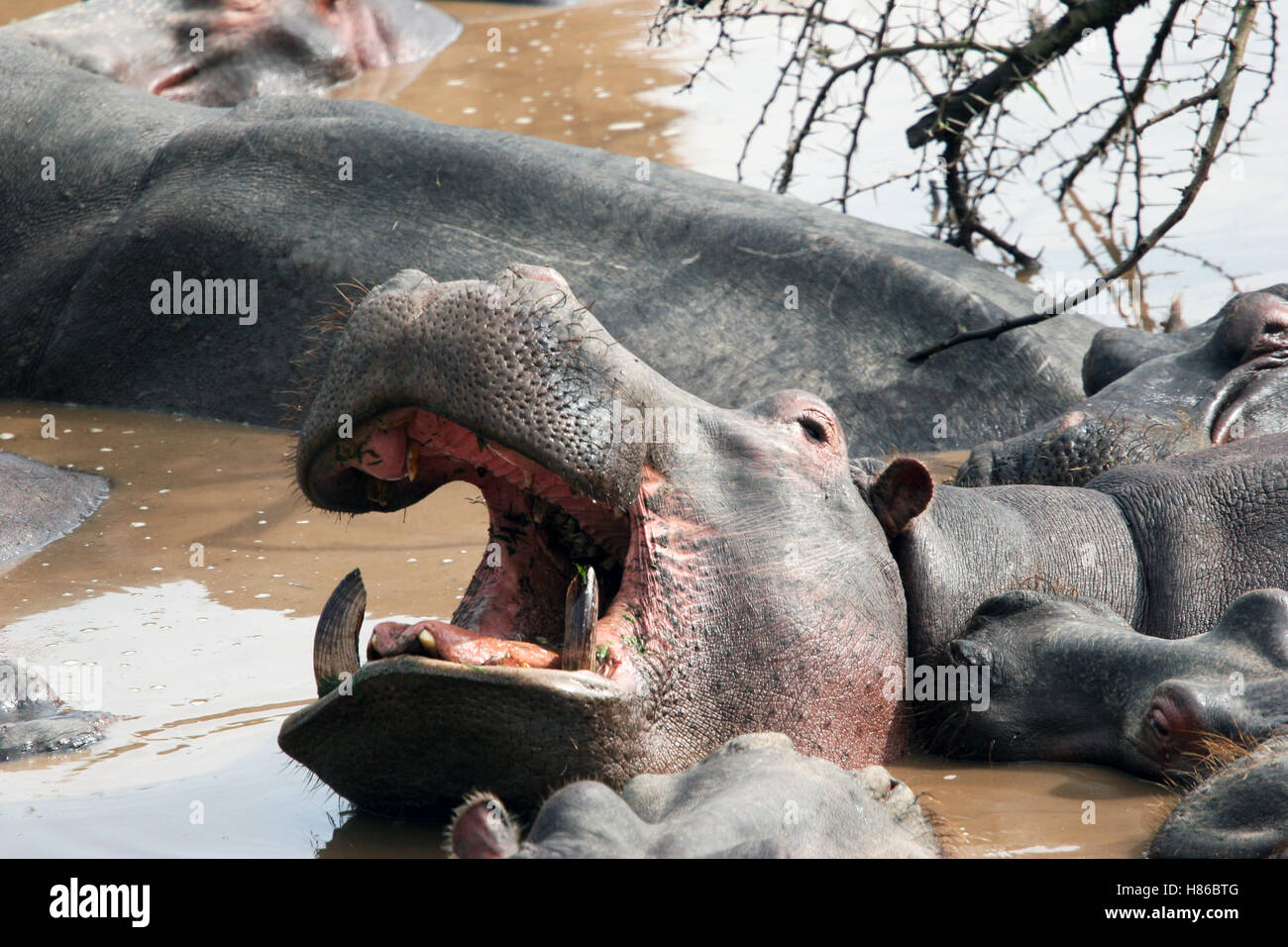 Hippo mount hi-res stock photography and images - Alamy