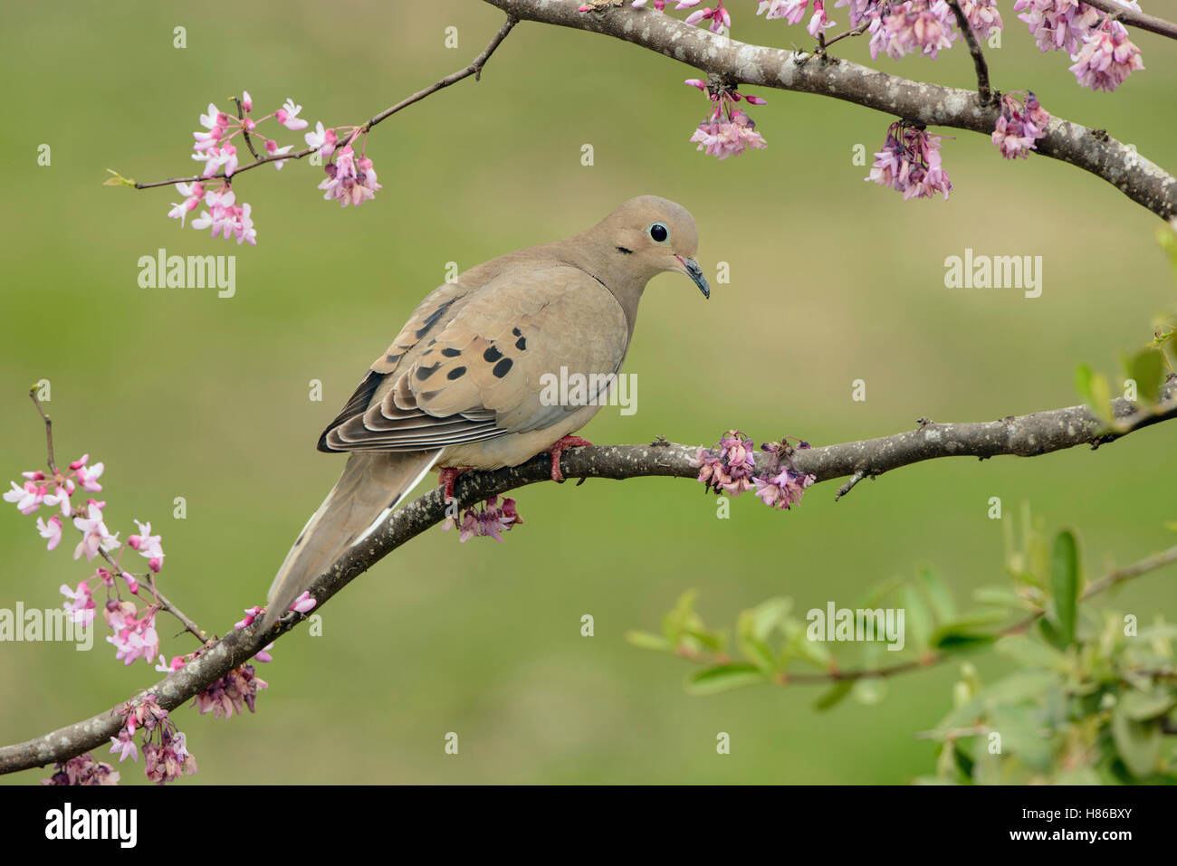 Mourning Dove (Zenaida macroura), Texas Stock Photo - Alamy