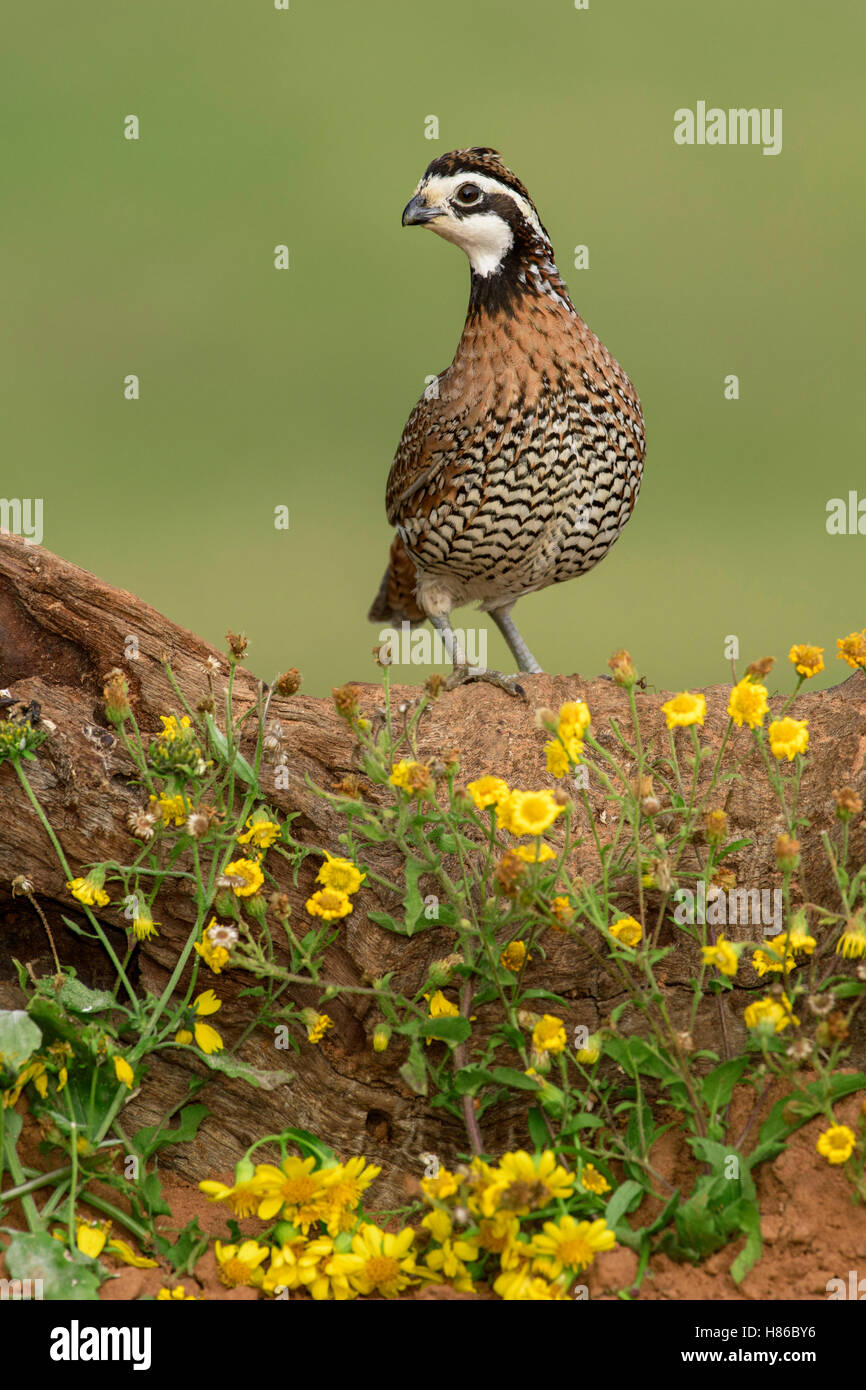 Northern Bobwhite (Colinus virginianus) male, Texas Stock Photo - Alamy