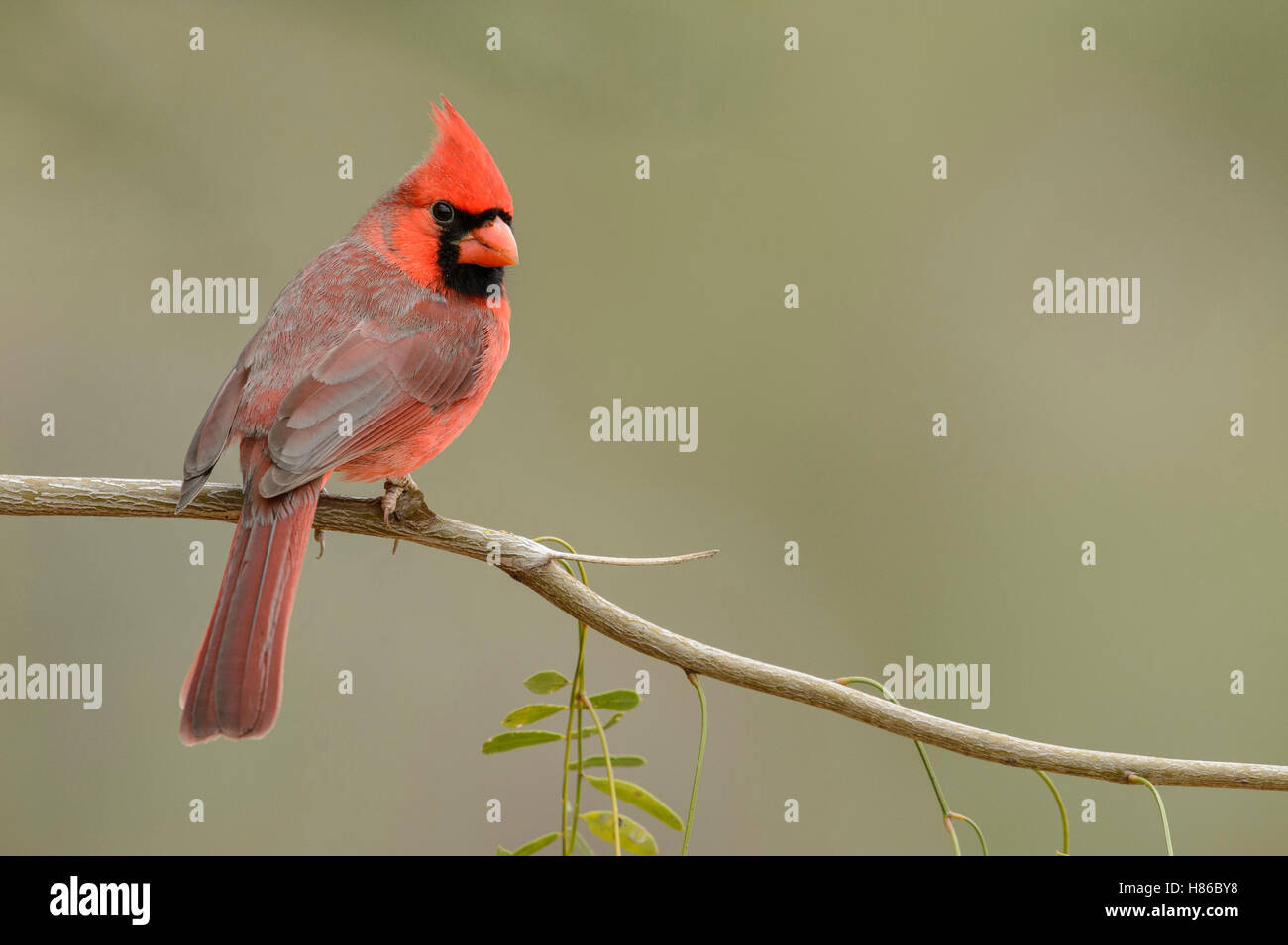 Northern Cardinal (Cardinalis cardinalis) male, Texas Stock Photo - Alamy