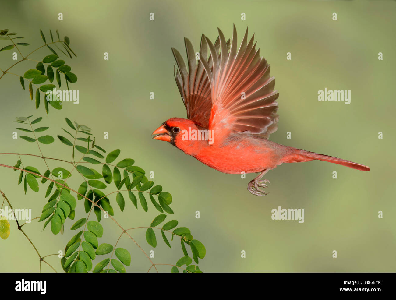 Northern Cardinal (Cardinalis cardinalis) male flying, Texas Stock ...