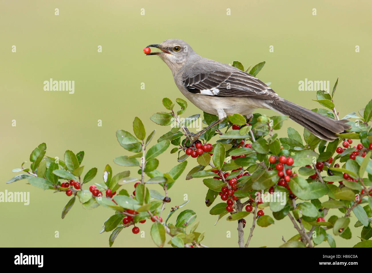 Northern Mockingbird (Mimus polyglottos) feeding on berries, Texas ...