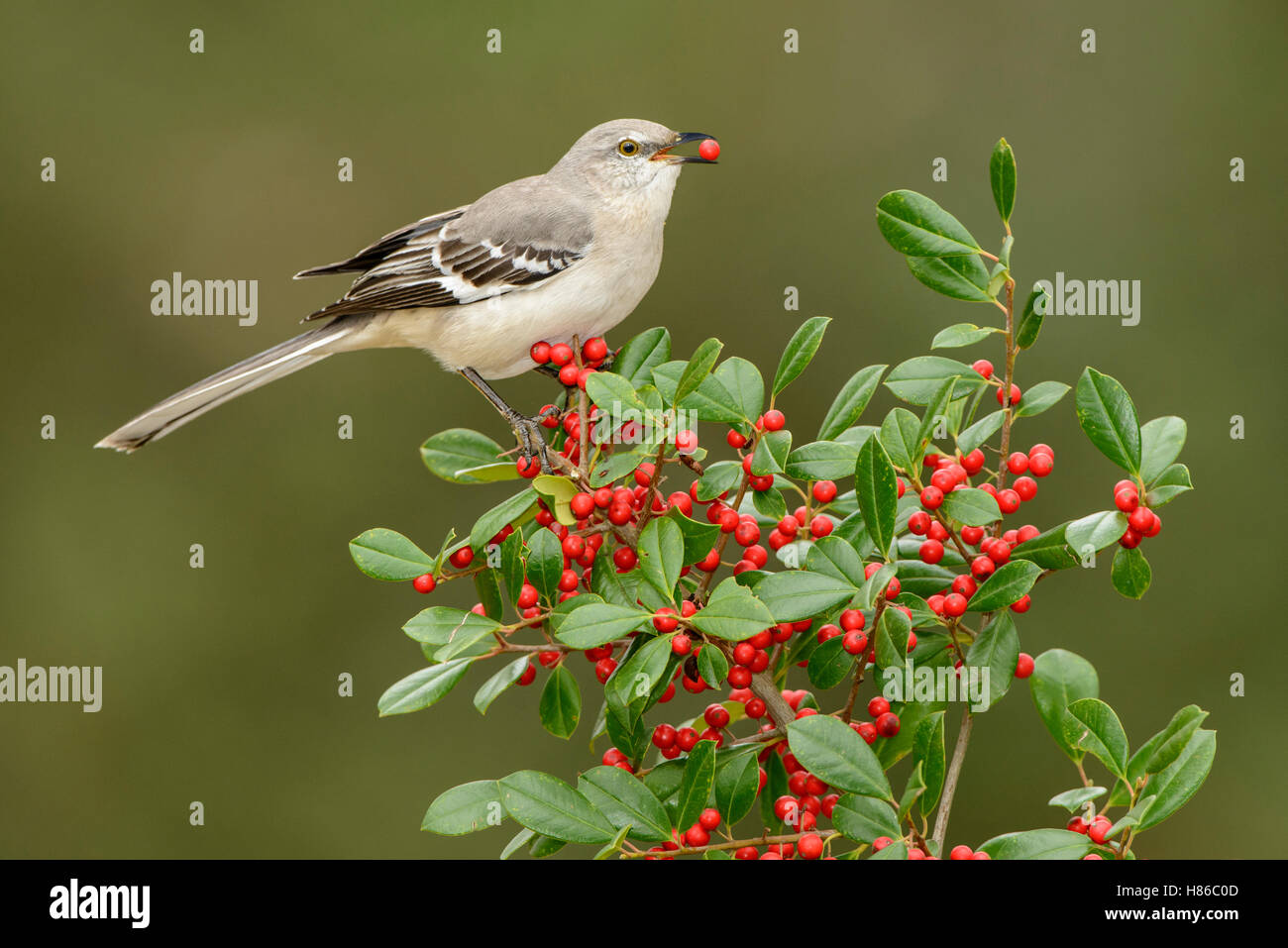 Northern Mockingbird (Mimus polyglottos) feeding on berries, Texas ...
