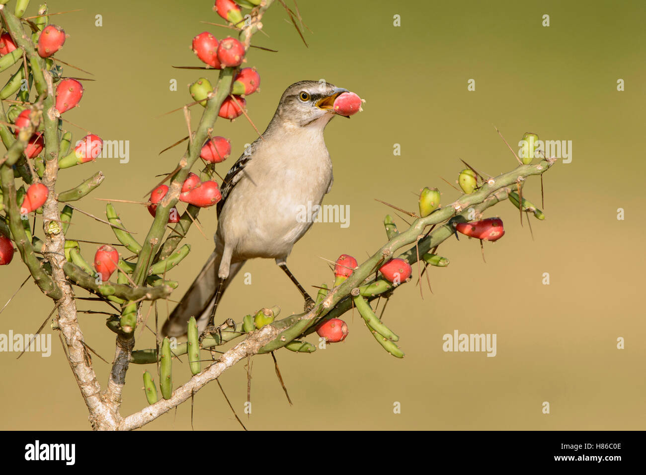 Northern Mockingbird (Mimus polyglottos) feeding on berries, Texas ...