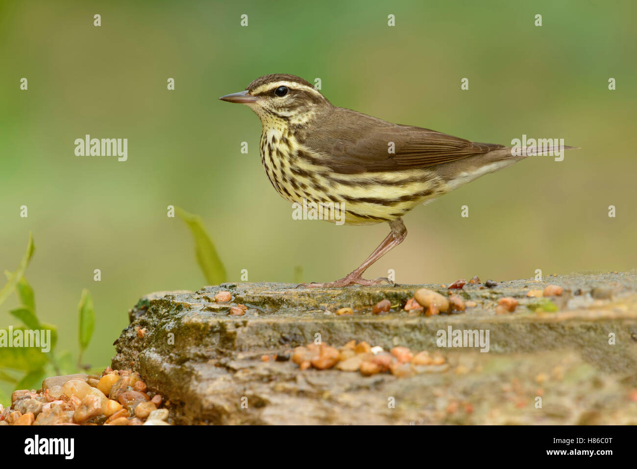 Northern Waterthrush (Parkesia noveboracensis), Texas Stock Photo - Alamy