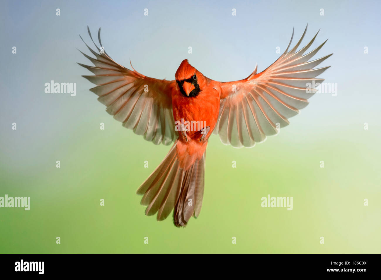 Northern Cardinal (Cardinalis cardinalis) male flying, Texas Stock ...