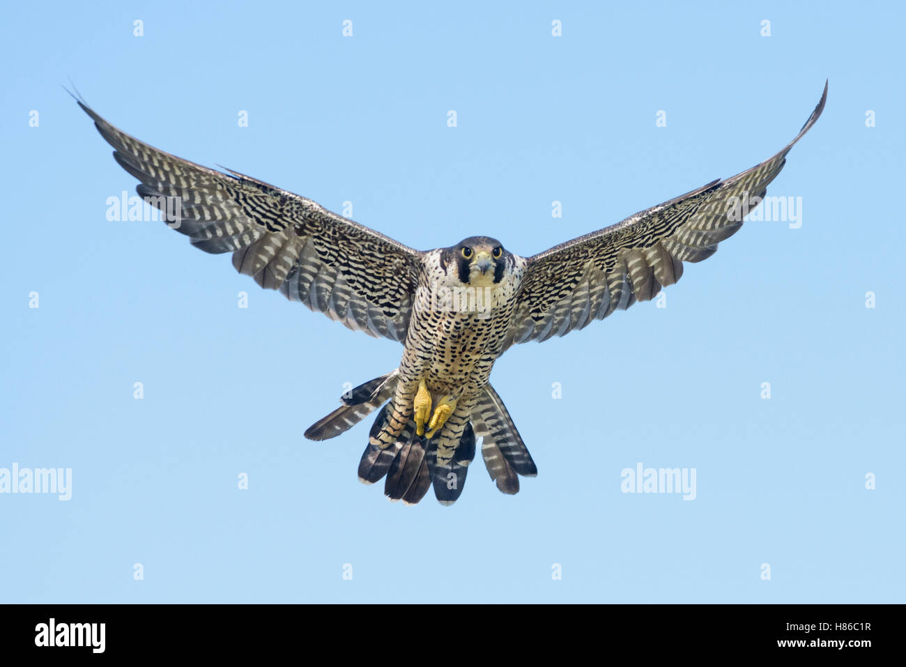 Peregrine Falcon (Falco peregrinus) male flying, Texas Stock Photo - Alamy