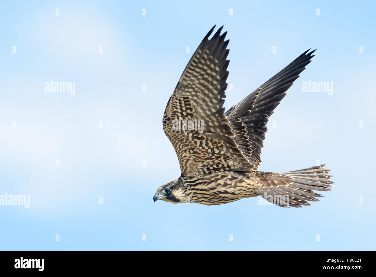 Peregrine Falcon (Falco peregrinus) male flying, Texas Stock Photo - Alamy