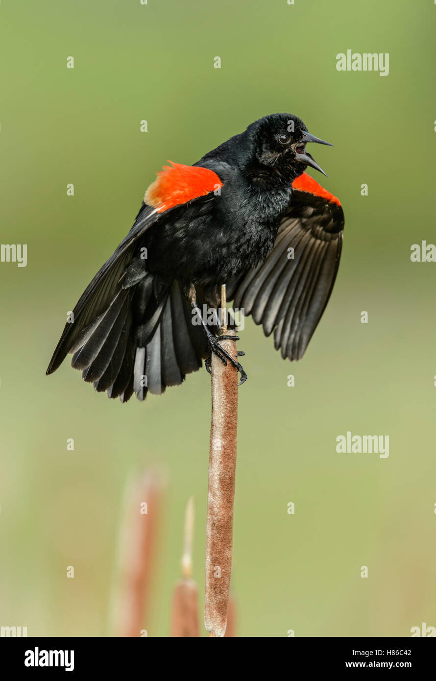 Red-winged Blackbird (Agelaius phoeniceus) male calling in territorial ...