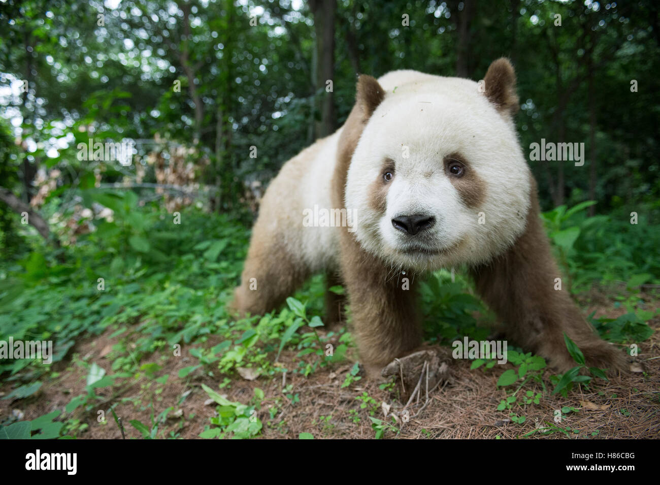 Giant Panda (Ailuropoda melanoleuca qinlingensis) brown and white morph ...