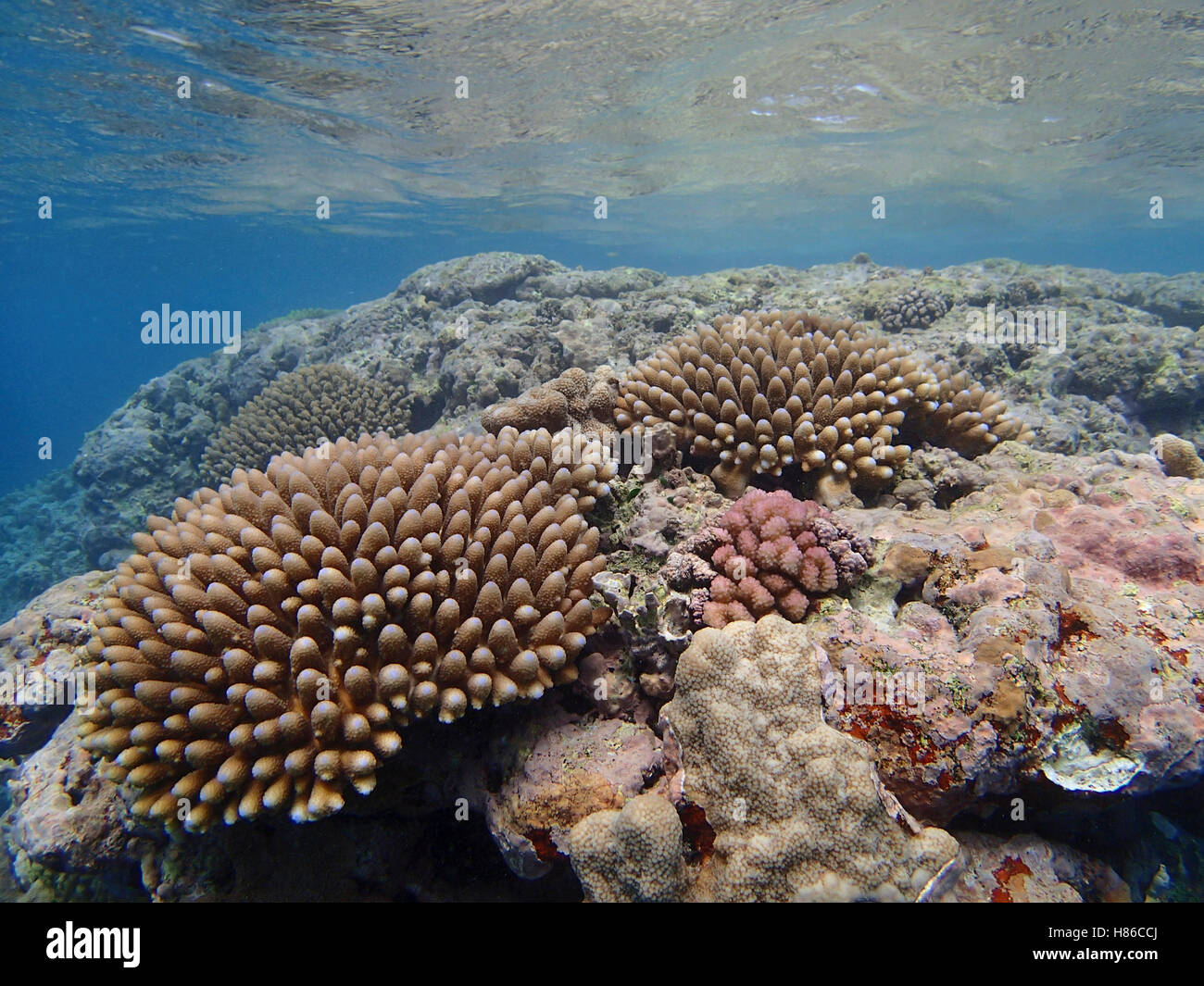 Coral reef, Baja California, Mexico Stock Photo - Alamy