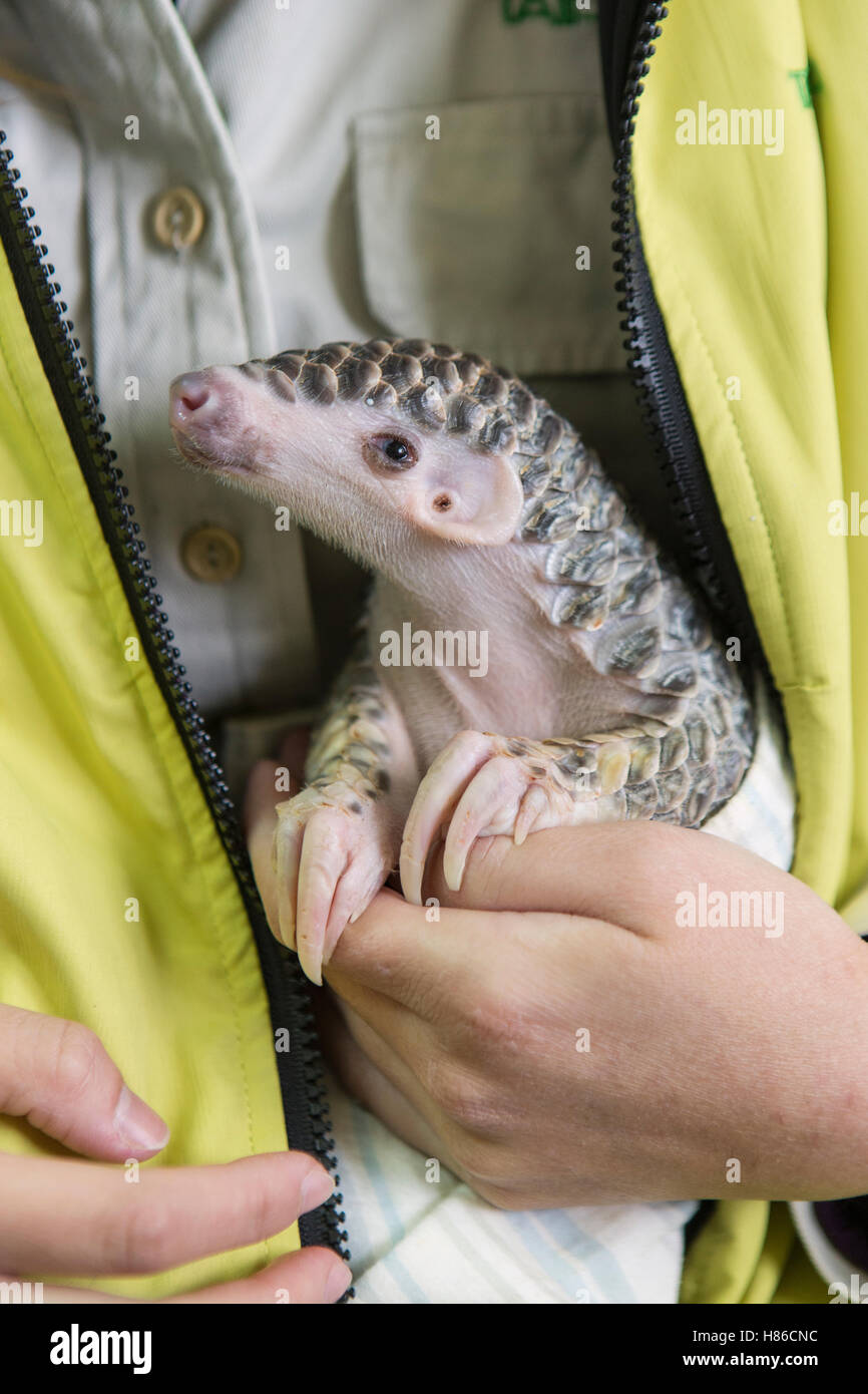Baby Chinese Pangolin