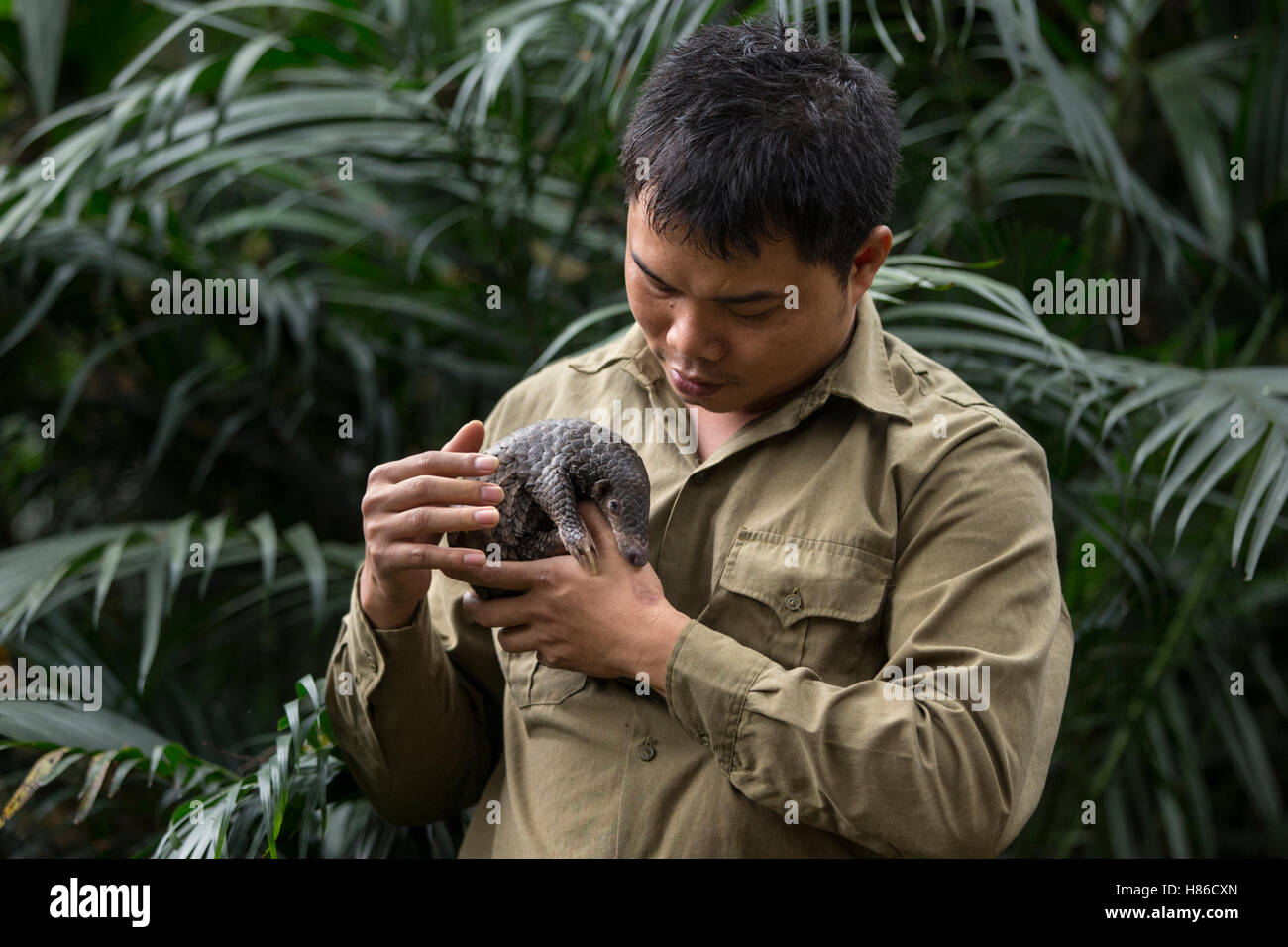 Malayan Pangolin (Manis javanica) conservationist, Thai Van Nguyen ...
