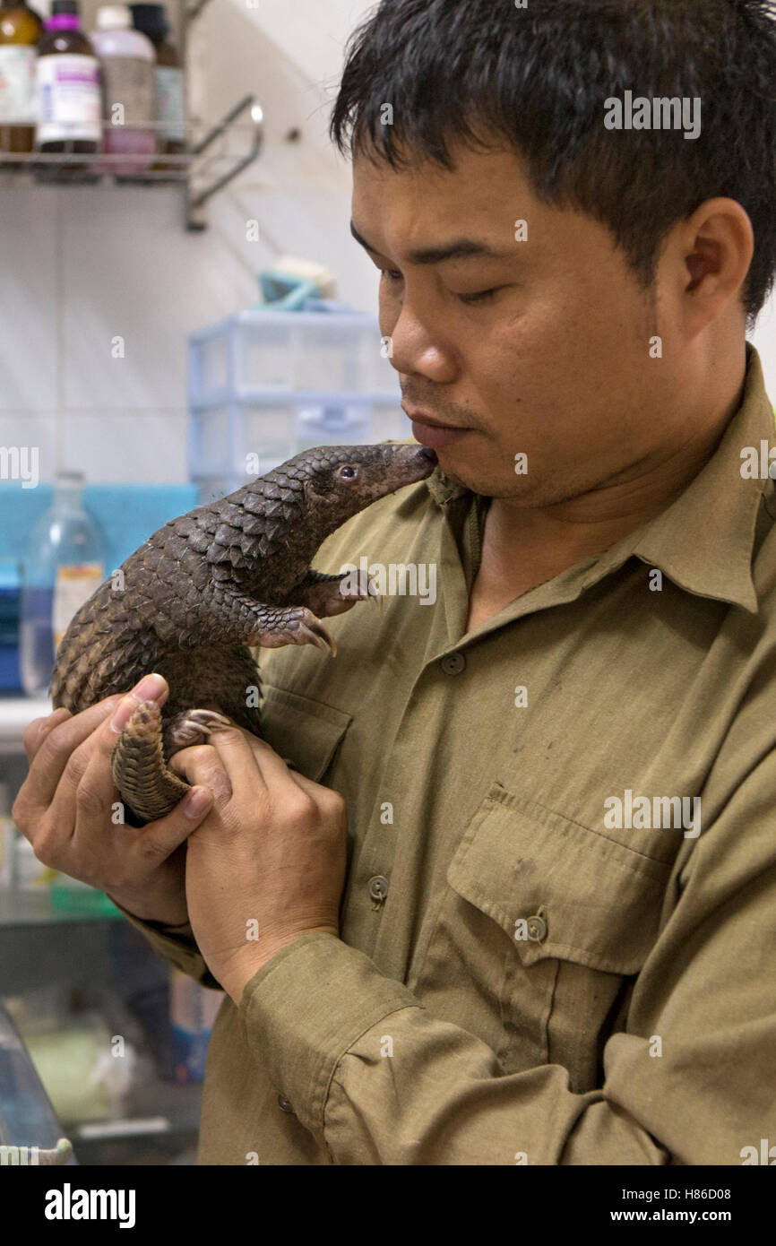 Malayan Pangolin (Manis javanica) conservationist, Thai Van Nguyen ...