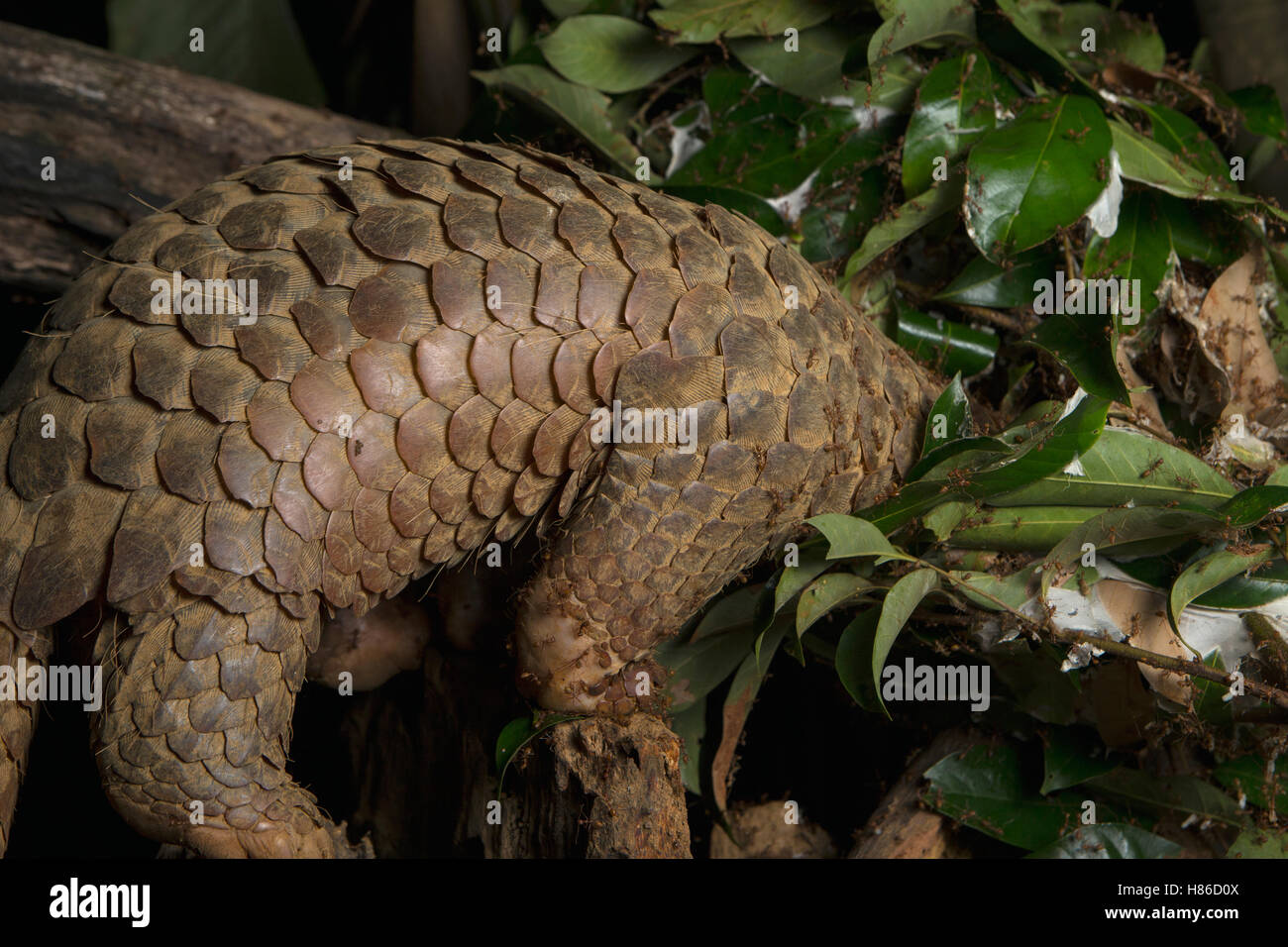 Malayan Pangolin (Manis javanica), rehabilitated individual, raiding ...