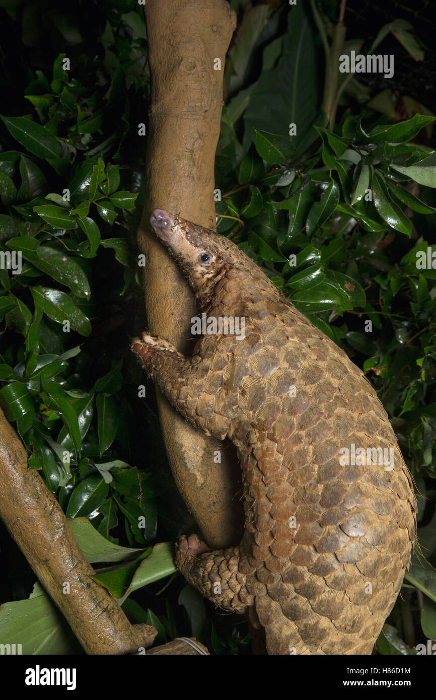 Malayan Pangolin (Manis javanica), rehabilitated individual, Carnivore ...