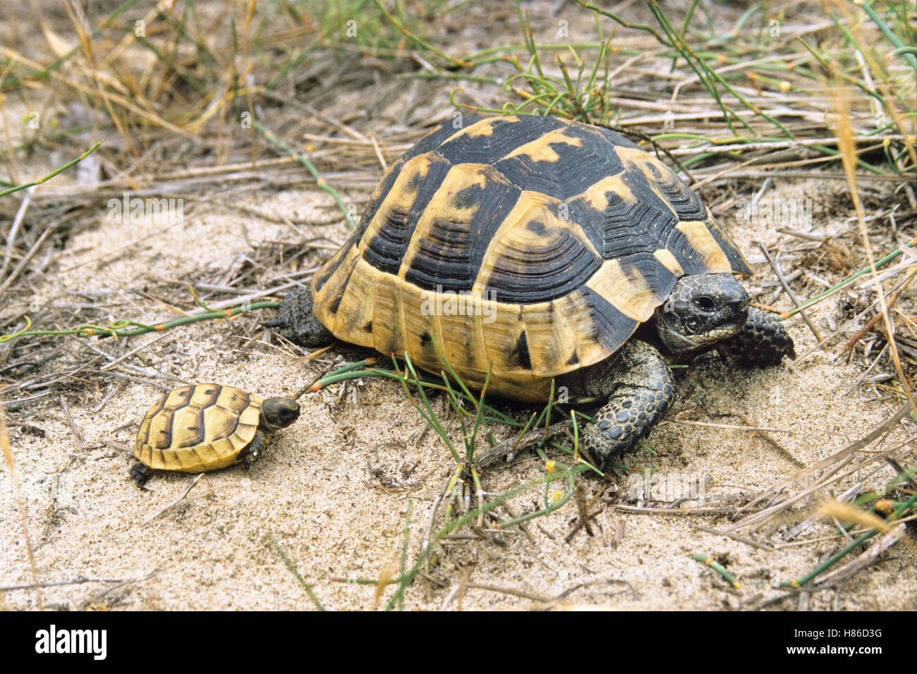 Mediterranean Spur-thighed Tortoise (Testudo graeca) parent with baby ...