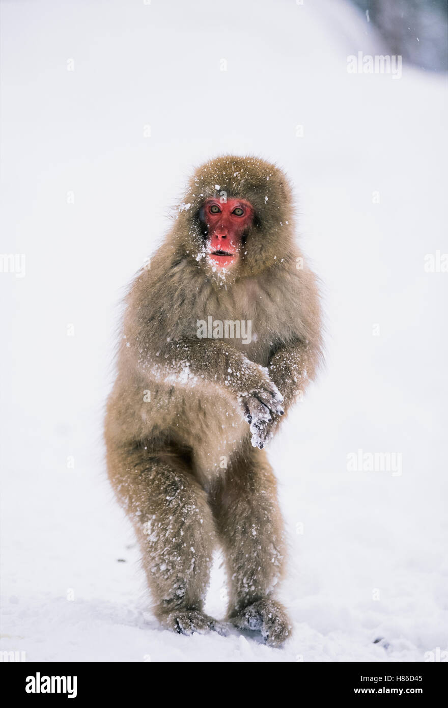 Japanese Macaque (Macaca fuscata) standing in snow, Japanese Alps ...