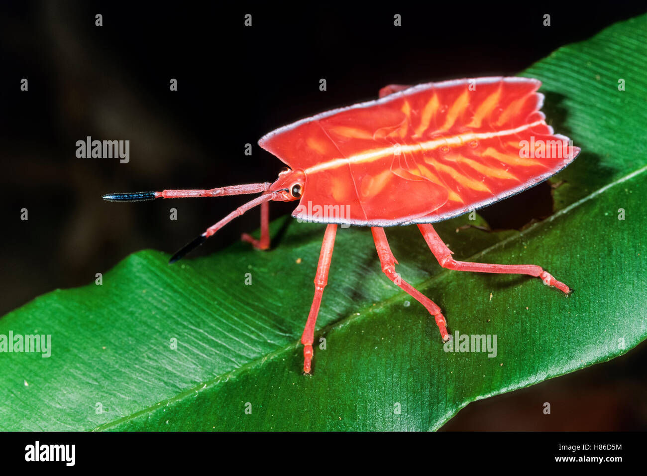 Red Stink Bug (Pycanum rubeus) also known as a Shield Bug, Sabah ...