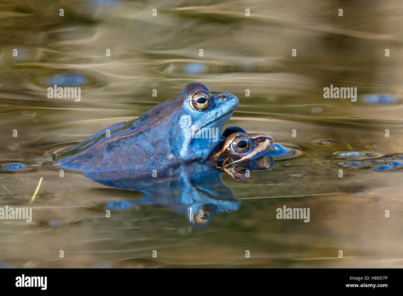 Moor Frog (Rana arvalis) pair in amplexus, Bavaria, Germany Stock Photo ...