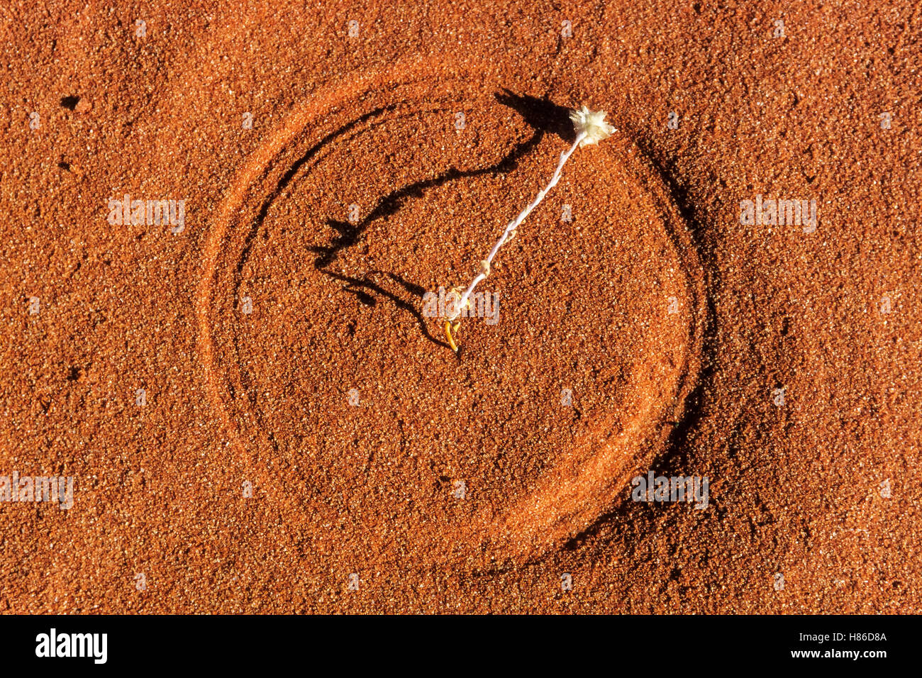 Spinifex Grass (Triodia pungens) seedling in red sand showing track ...