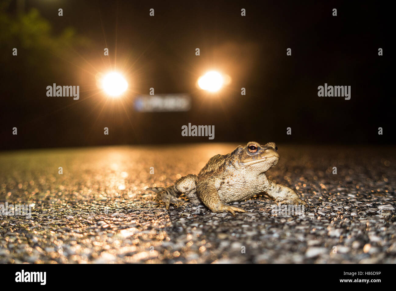 European Toad (Bufo bufo) crossing road, Bavaria, Germany Stock Photo ...