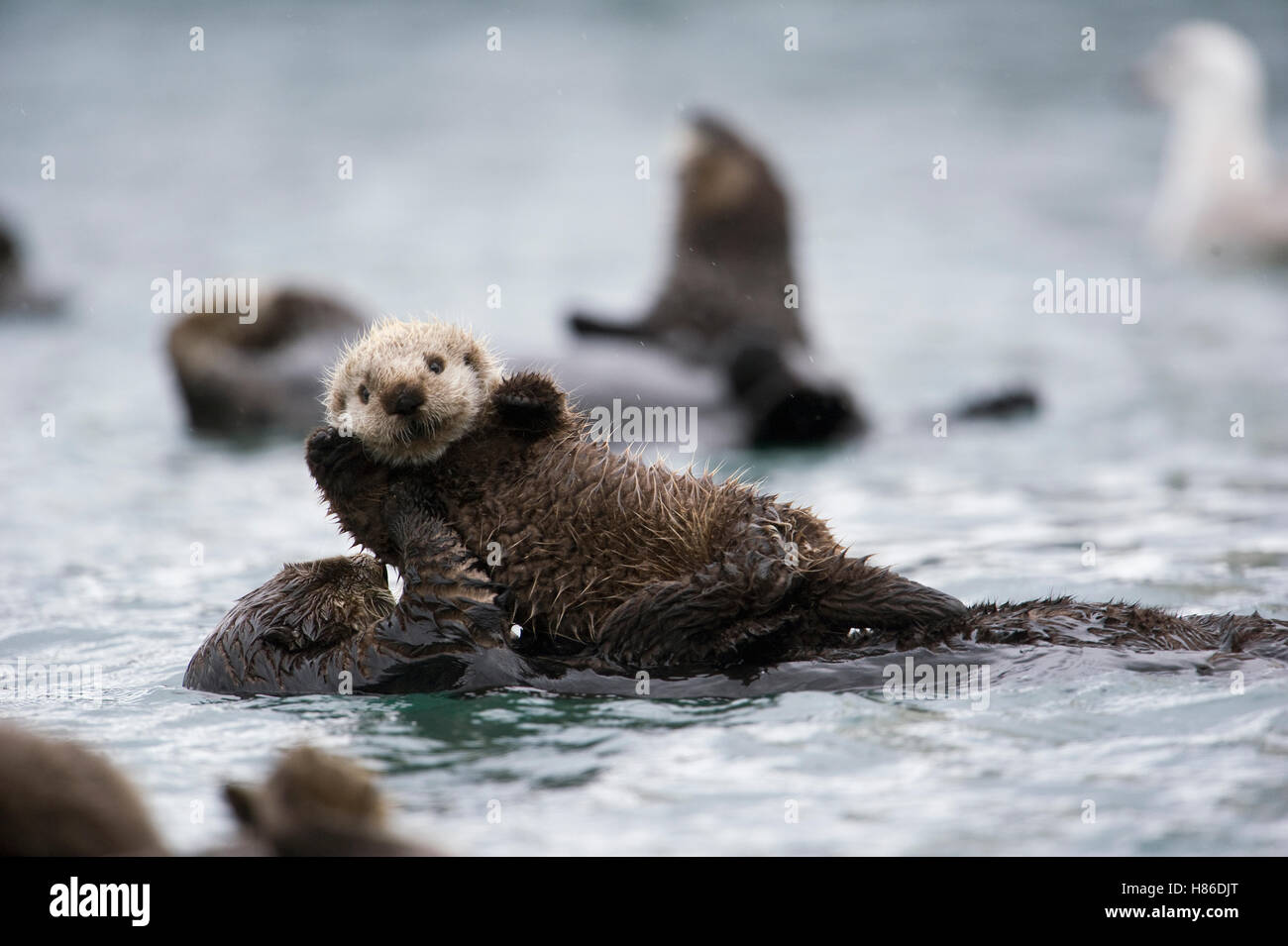 Sea Otter (Enhydra lutris) mother grooming pup, Alaska Stock Photo - Alamy
